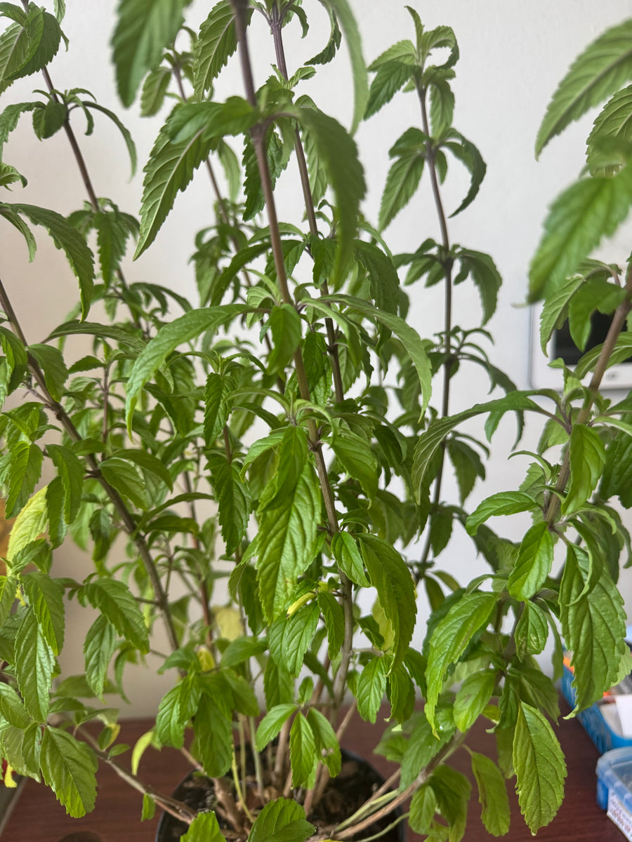 Planta Amansa Guapo – Botanica La Marina