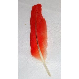 PLUMAS DE LORO / African Grey Feather (Tail) – Botanica La Marina
