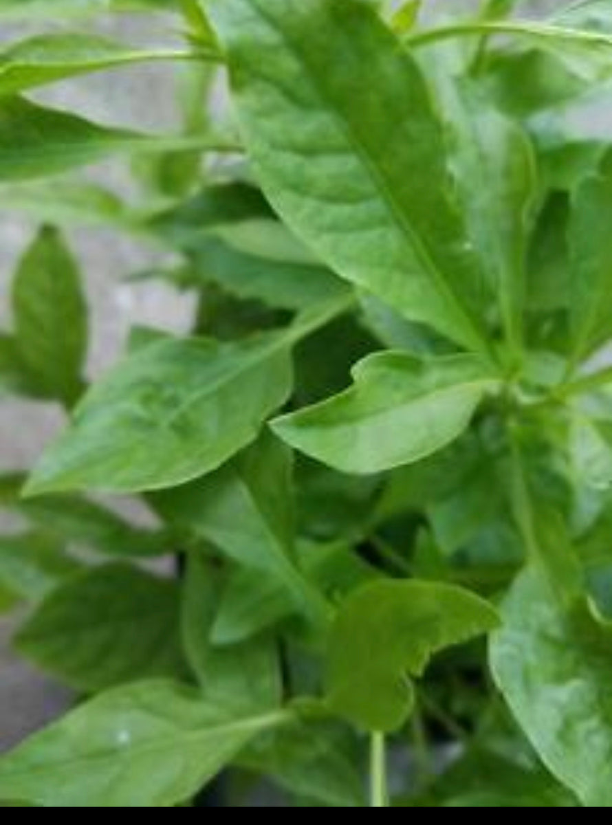 Planta arrasa con todo( planta completa con raiz) – Botanica La Marina