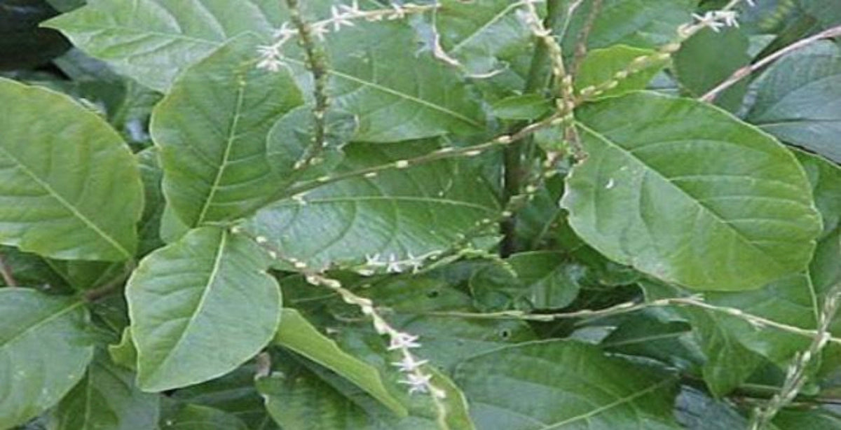 Anamu full plant with roots – Botanica La Marina