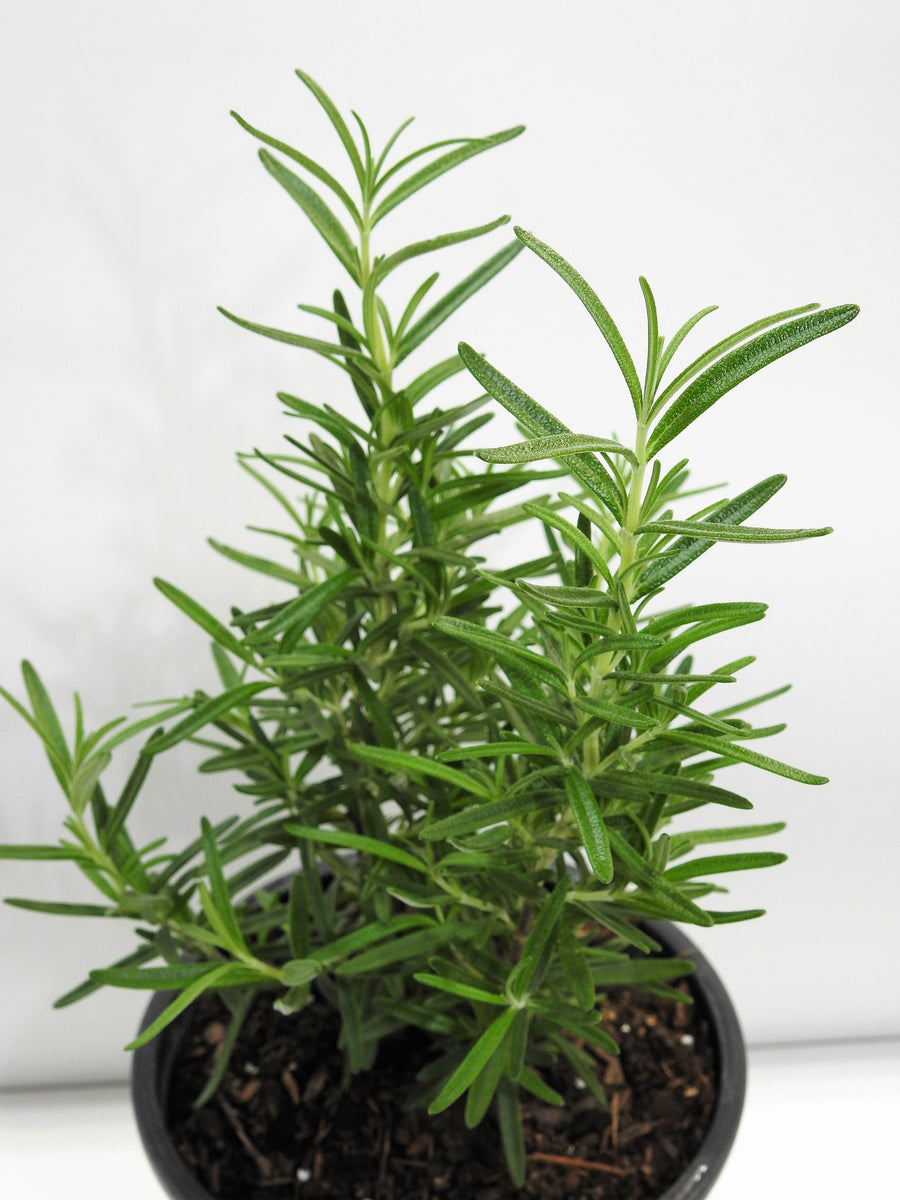 PLANTA ROMERO CON RAIZ – Botanica La Marina